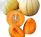 Charentais melon - How to grow & care