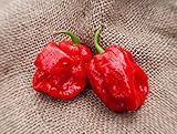 Trinidad 7 Pot Pepper: Caribbean Fire - PepperScale
