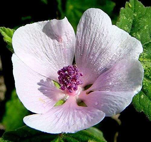 Common Marshmallow Plant Althaea officinalis Seeds for Planting 100 ...