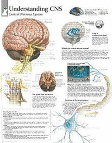 Understanding CNS chart: Wall Chart in Dubai - UAE | Whizz Anatomy