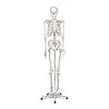 Buddy the Budget Skeleton-1021930 - Human Skeleton Anatomical Model ...