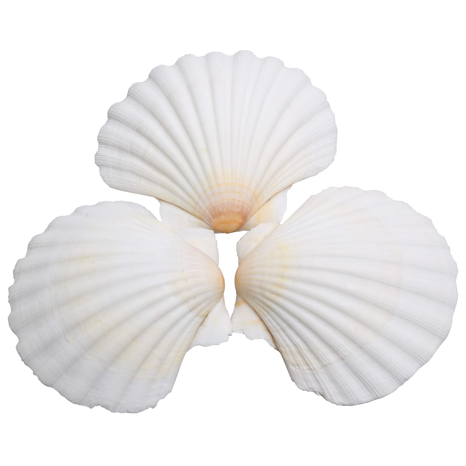 Lucky Baby 25pcs Scallop Shells for Crafts, 2-3 Inches White Large ...