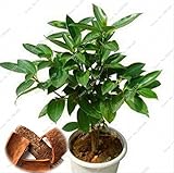 Cinnamon tree for sale - Grow plants