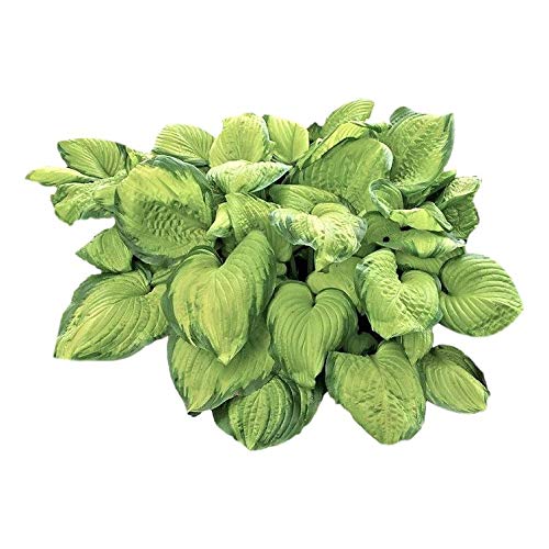 Hosta Guacamole | Jumbo 2/3 Eye Bare Root Plant - Fragrant Green ...