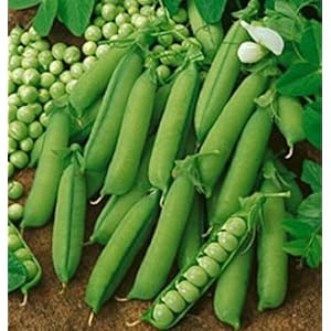 Everything You Need To Know About How To Grow Peas