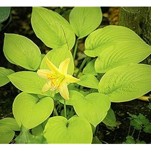 Abiqua Moonbeam Hosta - thehostafarm.com