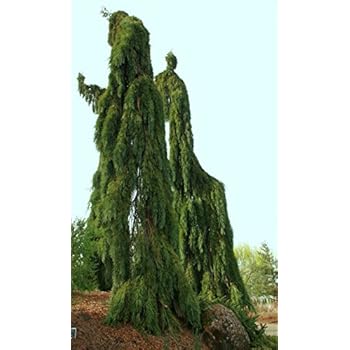 Amazon.com: Weeping Giant Sequoia - Sequoiadendron giganteum 'Pendulum ...