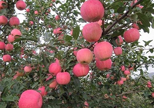 Fuji Apple Tree - Semi-Dwarf - Healthy Established - 1 Gallon Trade Pot ...
