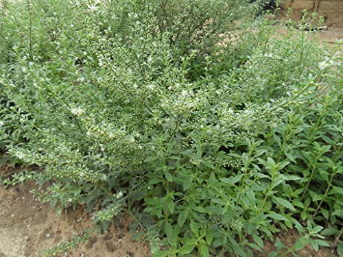 Buy Creative Farmer Kallurukki (Scoparia Dulcis) Stone Breaker Outdoor ...