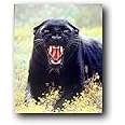 Amazon.com: Wildlife Animal Wall Decor Art Print Picture Snarling Black ...