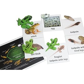 Amazon.com: Learning Resources Giant Magnetic Frog Life Cycle: Office ...