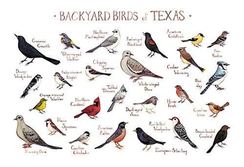 Amazon.com: Backyard Birds of Texas Field Guide Art Print: Handmade