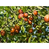 Modern Plants Live Desi Ber/Beri/Small Jujube Fruit Grafted Healthy ...