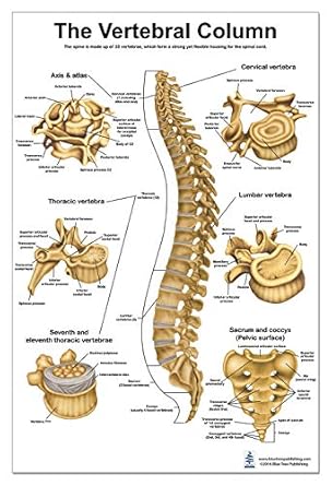 Vertebrates In Your Back