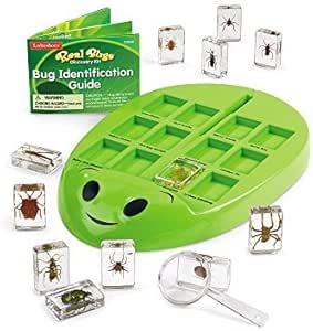 Amazon.com: Lakeshore Real Bugs Discovery Kit : Toys & Games
