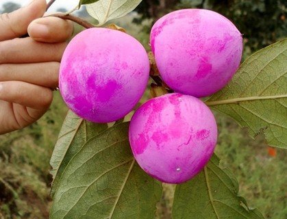 (Purple Persimmon *Ambizu*) 100pcs a Lot Purple Rare Persimmon Tree ...