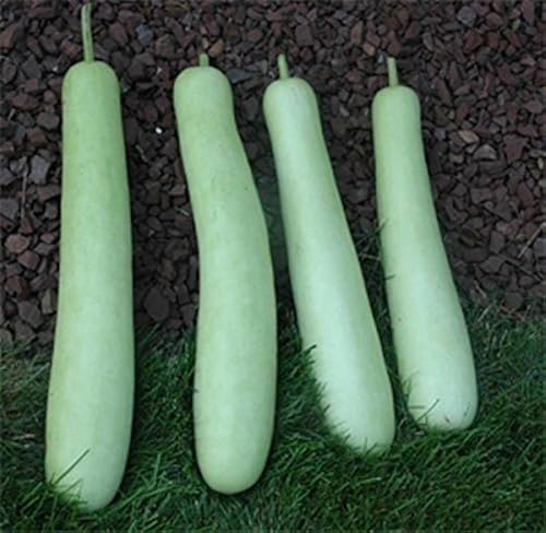 Edible bottle gourd Extra long (Asian vegetable) Gourd Seeds a.K.a BHIM ...