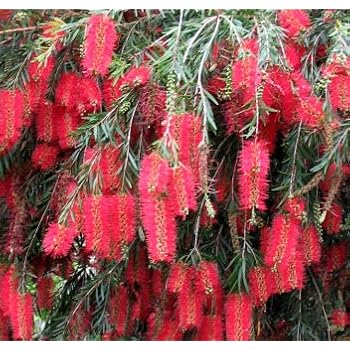 Amazon.com : Dwarf Weeping BottleBrush-Captain Cook 50+ Seeds ...