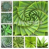 Amazon.com : Best Garden Seeds Real Monotropa Uniflora Indian Pipe ...