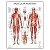 Muscular System Anatomical Chart, LAMINATED, Anatomy and Physiology ...