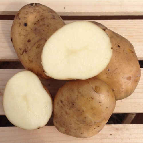 How To Grow Potatoes (Everything You Need) - Homestead Acres