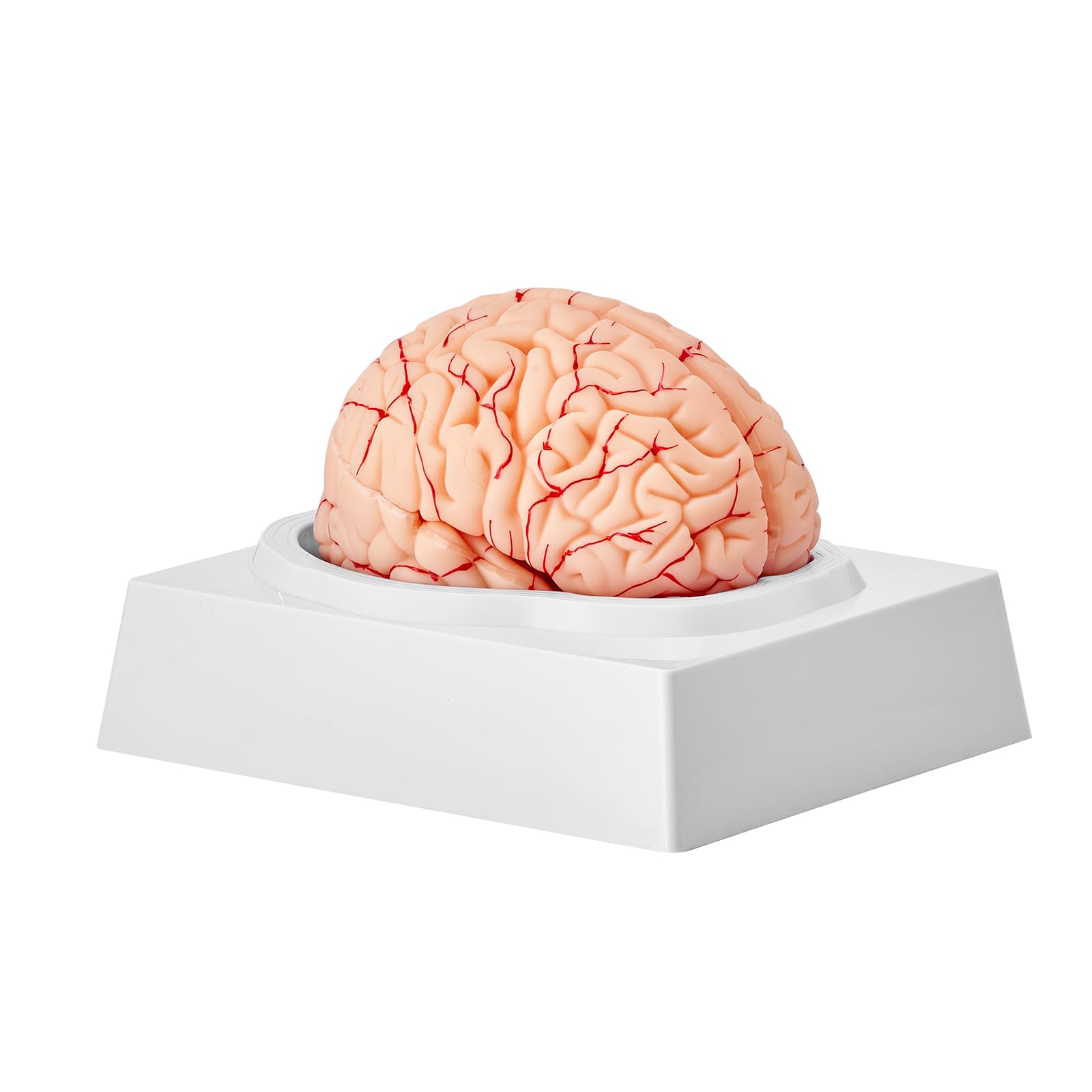 Mua VEVOR Human Brain Model Anatomy, 1:1 Life-Size 9-Part Human Brain ...