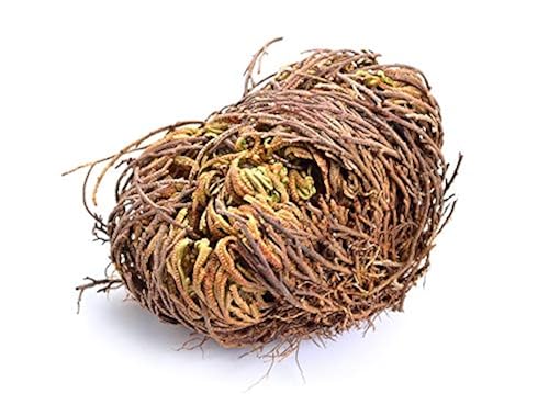 Rose of Jericho Miracle Flower - The Resurrection Plant – Pack of 2- by ...