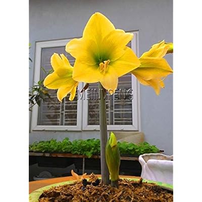 Rare Amaryllis Bulbs - Big Bulb for Bonsai Plants Australia | Ubuy