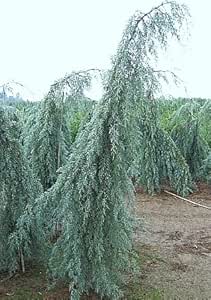 Amazon.com : Raywood Weeping Arizona Cypress 2 - Year Graft : Bonsai ...
