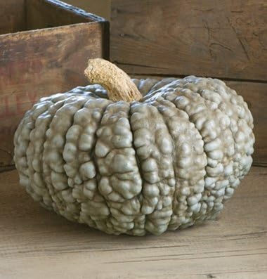 Heirloom Non GMO Marina Di Chioggia Winter Squash/Pumpkin 15 Seeds ...