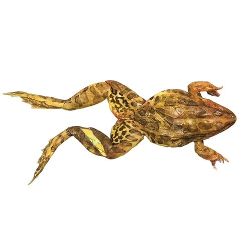 Anatomy Lab Bullfrog Specimen for Dissection, for Biology Classrooms, 5 ...