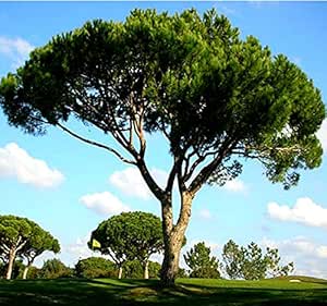 Amazon.com : Big Pack - (30) Italian Stone Pine Seeds, Pinus pinea Pine ...