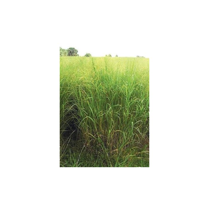 Buy Switchgrass - Nebraska 28 (Panicum virgatum), Seed Packet, True ...