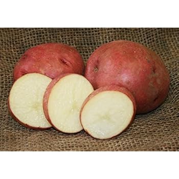 Amazon.com : Red Pontiac Seed Potatoes, 5 lbs. (Certified) : Garden ...