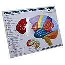 Amazon.com: Brain Model & Puzzle: Anatomy & Functional Areas of the ...