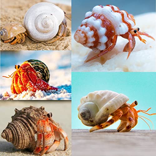 15PCS Hermit Crab Shells (7 Types) Natural Hermit Crab Shells, For ...
