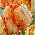 Amazon.com : 10 Parrot Tulip Bulbs for Planting - Easy to Grow Perennial Tulips : Patio, Lawn ...
