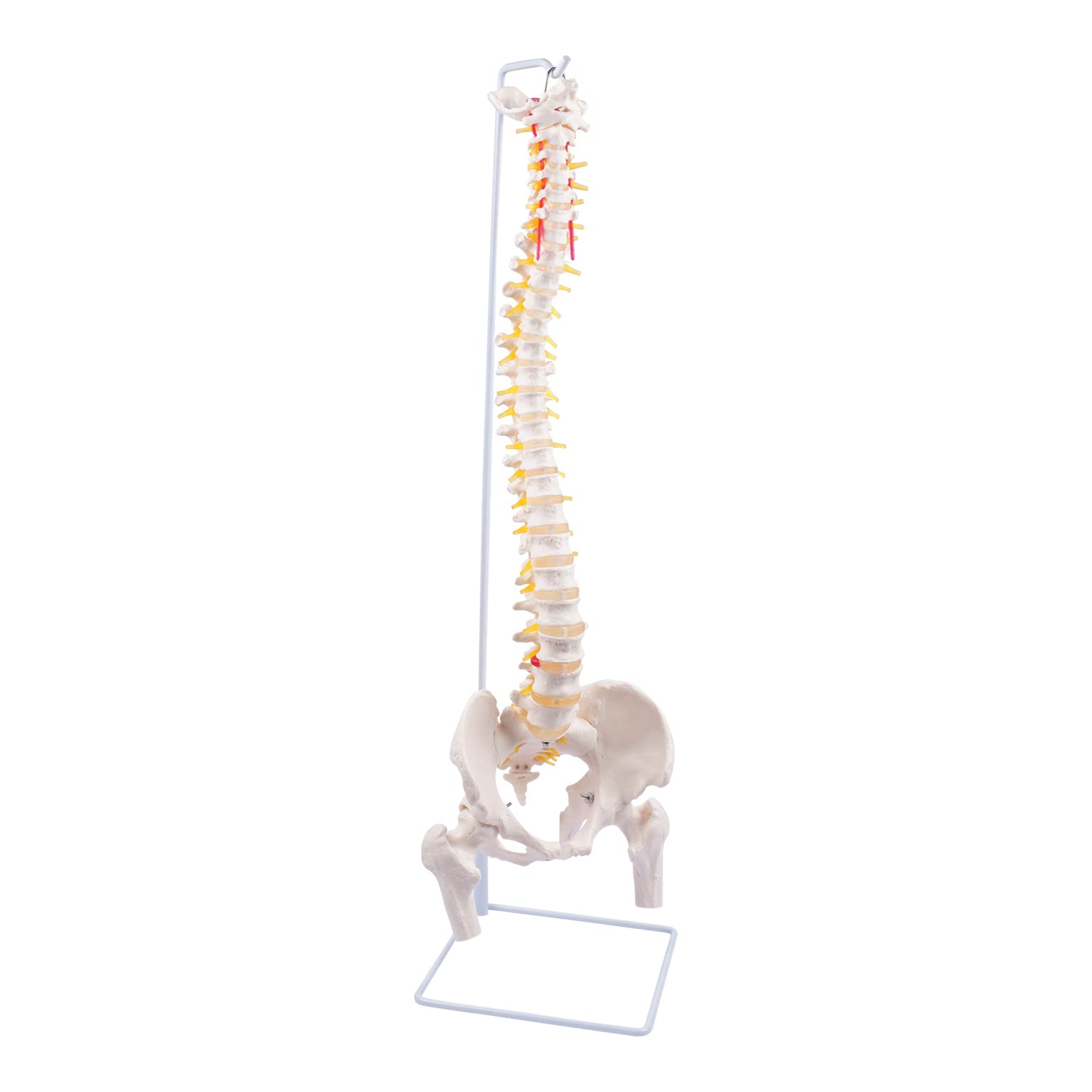 Mua Spine Model, 34.6" Life Size Spinal Cord Model Flexible Anatomical ...