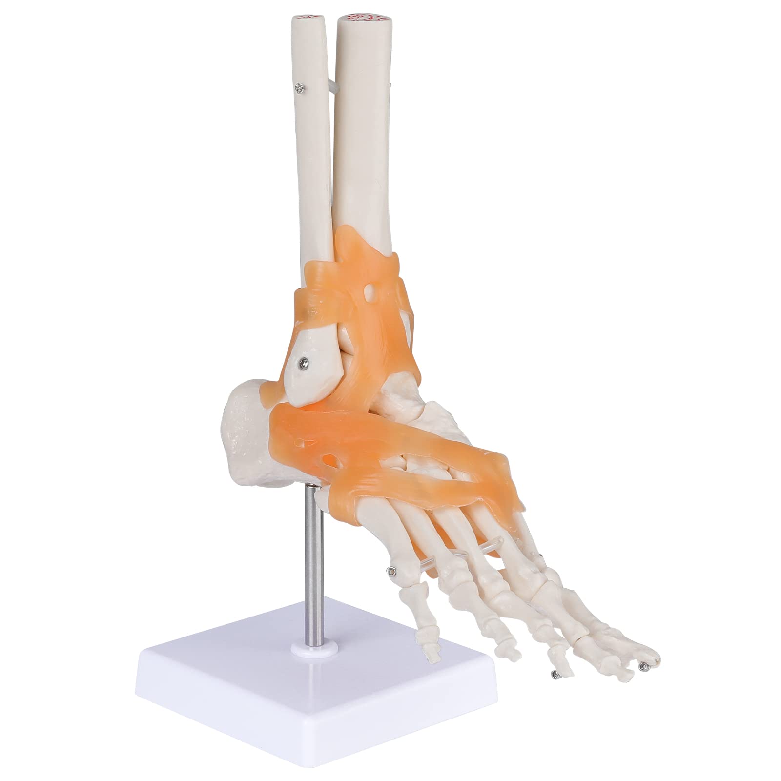 LVCHEN Anatomical Foot Model with Ligaments - Life Size Ankle Joint ...