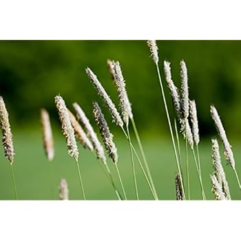 Amazon.com : Timothy Grass Seed (Climax) - 1 Pound - Wizard Seed LLC ...