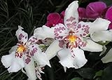 Beallara - How to grow & care