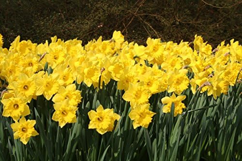 Eight Weeks of Daffodils Mix, 50 Bulbs,Bloom all spring | Pricepulse