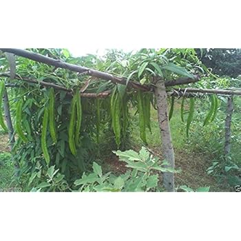 Amazon.com : Winged Beans -Dau Rong;Tour-Poo (Psophocarpus ...