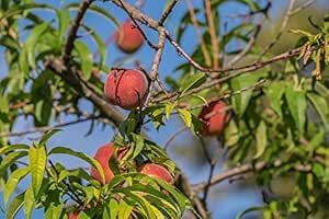 Amazon.com: SPRING GOLD PEACH TREE - 2 Year Old, 4-5 Feet Tall