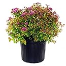 Amazon.com: Spiraea jap. 'Magic Carpet' (Spirea) Shrub, #3 - Size ...