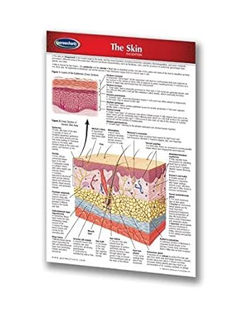 Amazon.com: Permacharts - The Skin Pocket Chart - - : Office Products