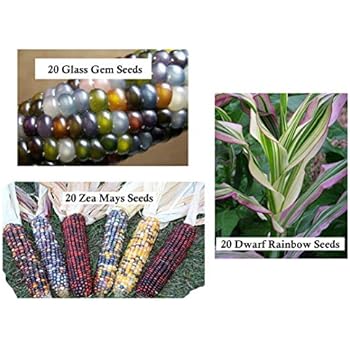 Amazon.com : Dwarf Rainbow Corn (Pack of 20 Seeds) - Non-GMO - The ...