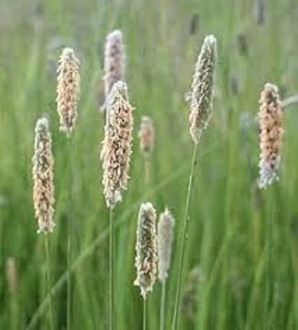 Timothy Grass Seed Tortoise Rabbit Horses (Phleum pratensis) 50g to 5kg ...