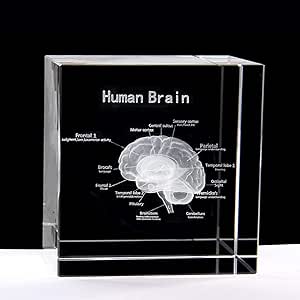 Amazon.com: 3D Human Brain with Labels Anatomical Model Statue ...