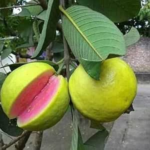 Creative Farmer Fruitful In Every Season: Rare Red Amrud Plant Fruit ...